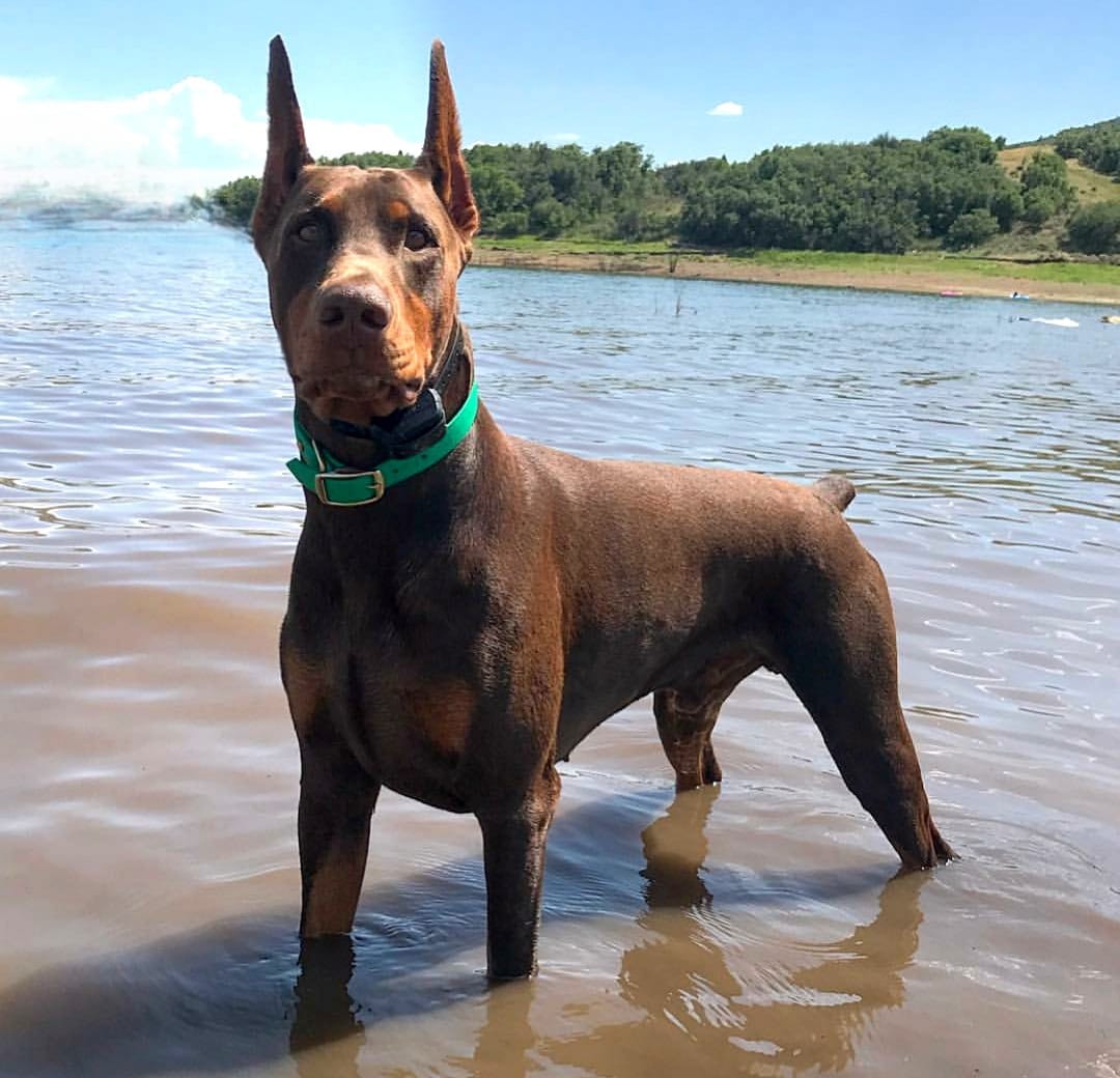 Neodobermans